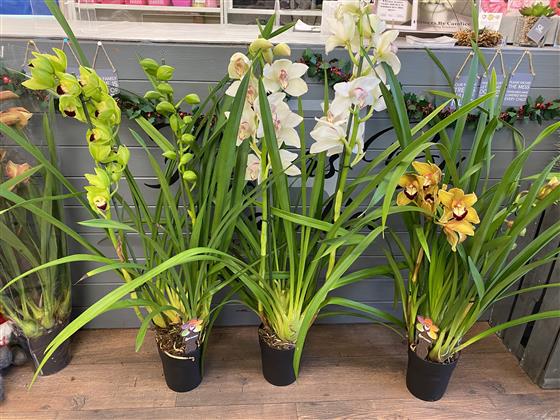Orchid plant for sale store